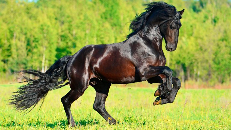 Equinos - Grupo Nutec