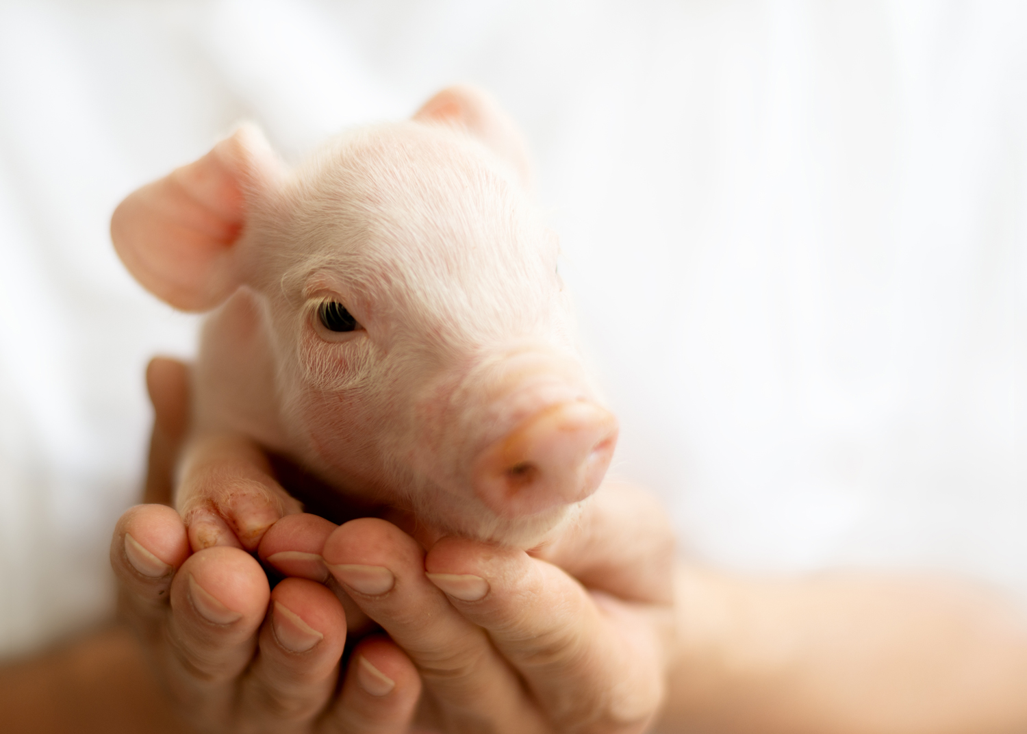Los tres básicos en la atención y manejo del lechón recién nacido ...