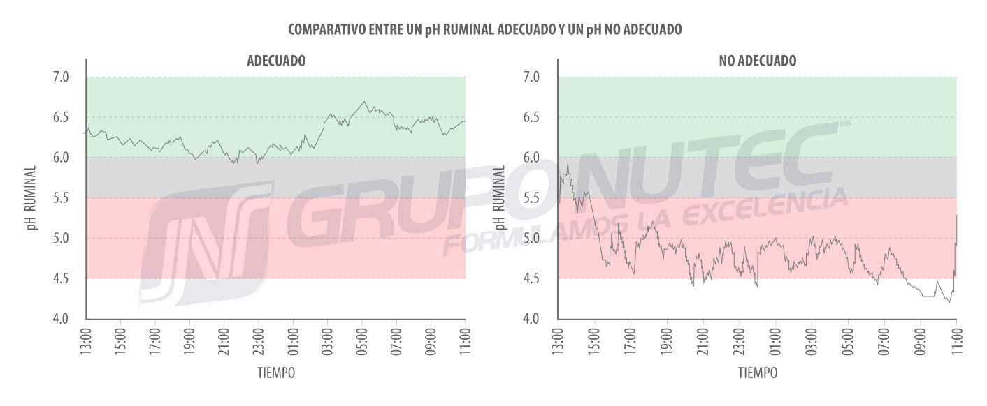 Importancia del pH y el balance en el rumen - Grupo Nutec